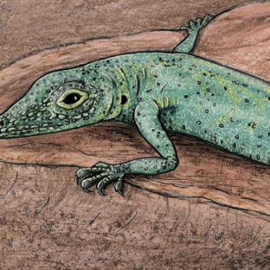 New Scottish fossil sheds light on the origins of lizards | Department ...