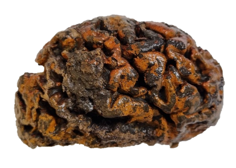 New archive of ancient human brains challenges misconceptions of soft ...