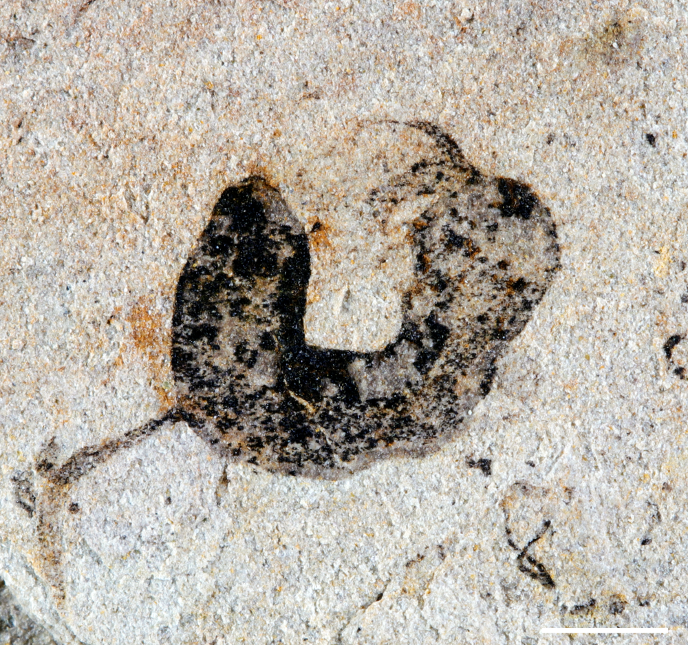 Spectacular fossil treasure trove pushes back origins of complex ...